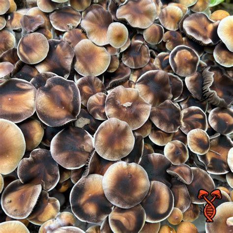 Purple Mystic Shrooms Spore Syringe Spore Genetics