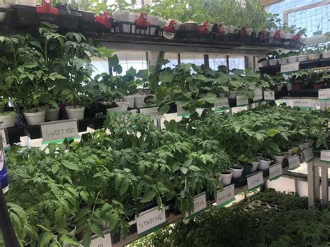 Find More Bedding Plants For Sale At Up To 90 Off