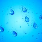 Difference Between Tag Archive For Trichomonas Trichomonas
