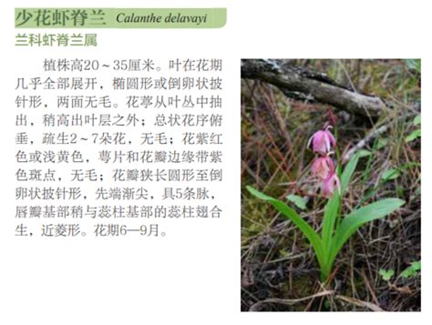 玉龙雪山常见植物少花虾脊兰