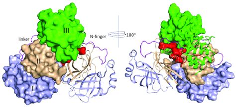 Structure Of Sars Cov 2 3cl Pro The N Terminal Seven Residues