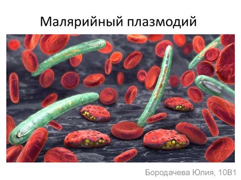 Малярийный плазмодий презентация онлайн