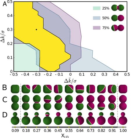 Numerical Simulation Of Phase Domains A Allowed Regions In The Download Scientific Diagram