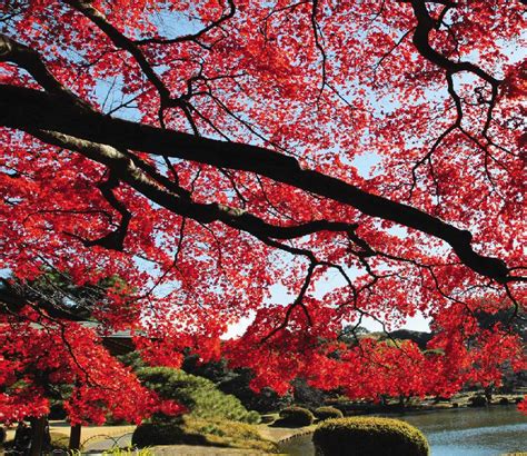 Охота за красными кленами в круизах по Японии