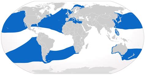 Basking Shark Facts Cetorhinus Maximus