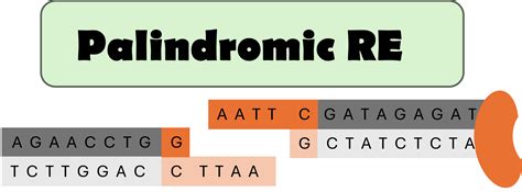 Restriction Enzymes For Modular Cloning