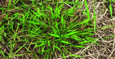 Crabgrass Roundup 2021 Download Scientific Diagram