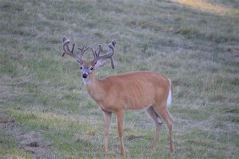 What Is A Drop Tine Deer Definition And Pictures World Deer