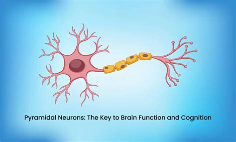 Pyramidal Neurons Structure Function And Brain Role