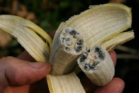 Genetically Modified Bananas The Non Gmo Food Label Is A Lie