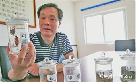 5公斤餐厨垃圾养活1公斤蟑螂山东大叔投资千万人工养殖能干啥 知乎