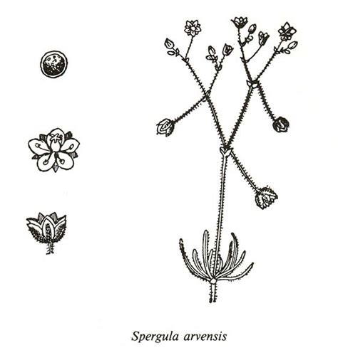 Spergula Arvensis