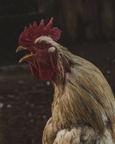 Rooster Farm Field Free Photo On Pixabay