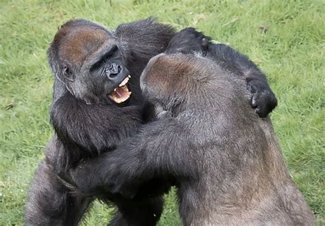 Why Are Gorilla Teeth So Big Fun Facts