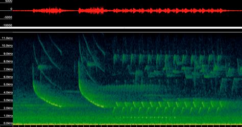Oscillogram Vs Spectrogram Understanding Sound Wildlife Acoustics