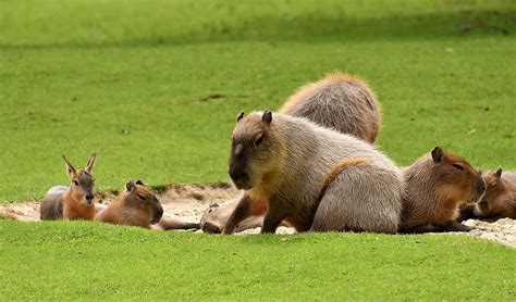 7 Reasons Capybaras Like Oranges Should They Eat Them