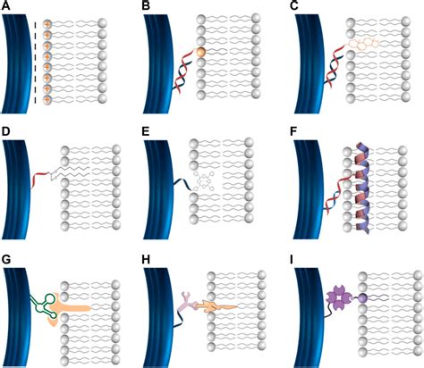 Dna And Lipids At Cynthia Gilliland Blog