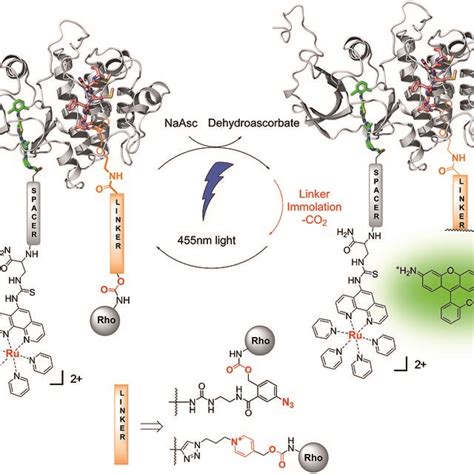 Schematic Representation Of Kinase Templated Reaction Using A Download Scientific Diagram
