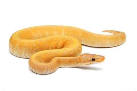 The Banana Ball Python Coral Glow Morph Ultimate Exotics