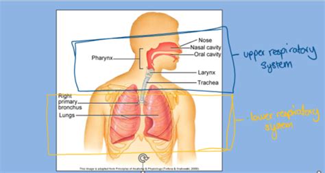 The Conducting Respiratory System Airways S For P Flashcards Quizlet