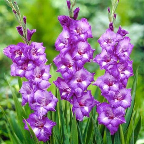 Gladiola Holland Bulb Market Blue Moon Merkur Si
