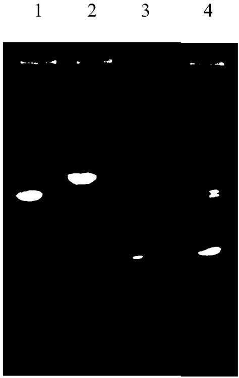 Method For Detecting Protein Eureka Patsnap Develop Intelligence Library