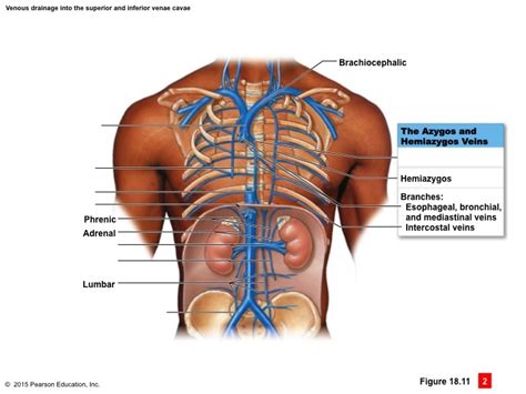 Internal Thoracic Vein Venous System Of The Torso Artwork Stock