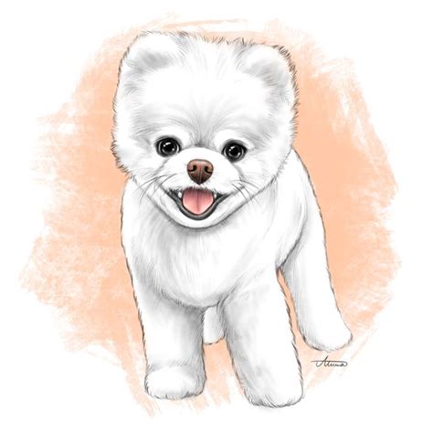 포메라니안 강아지 초상화 스케치 아이패드 프로크리에이트 드로잉 Ipad Procreate Drawing 강아지 그림 인물화 일러스트레이터