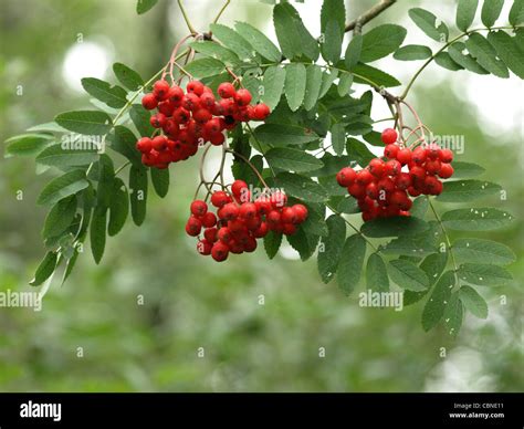 Japanese Acer Tree Outdoor Ready Rowan Tree Sorbus Aucuparia Mountain