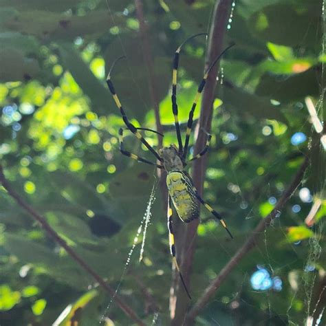The Joro Spiders Are Coming And These Photos From People Along The