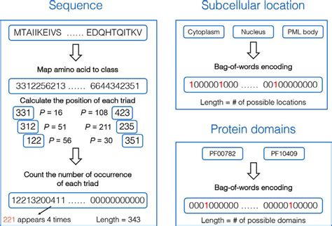 Here We Use Pten As An Example To Show How We Encode Sequence Download Scientific Diagram
