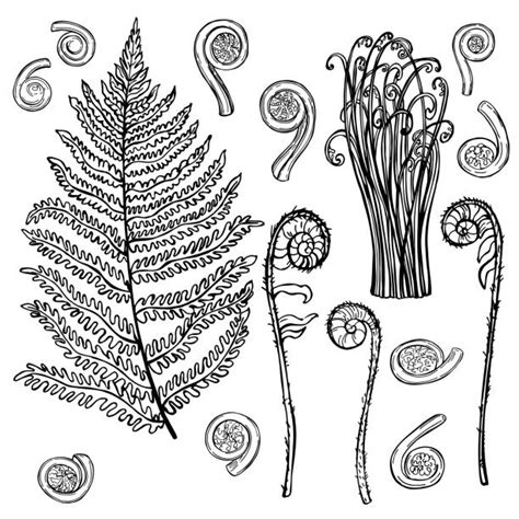35300 Fern Stock Illustrations Royalty Free Vector Graphics And Clip