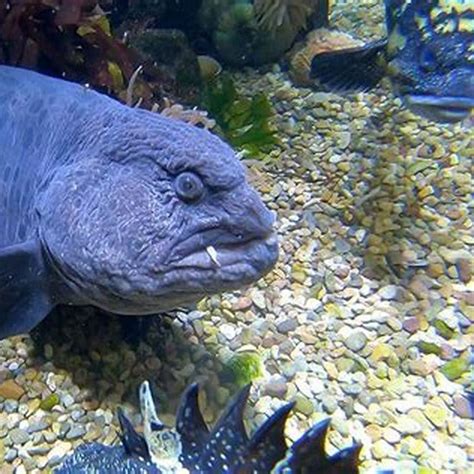 Can You Fish For Wolf Eel Diy Seattle