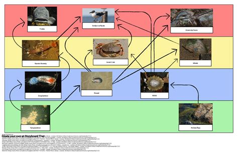 Potravních Sítí Storyboard par cs examples Potravních Sítí Storyboard par cs examples