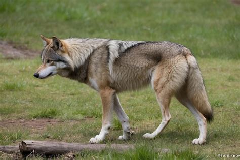 Premium Photo Gray Wolf