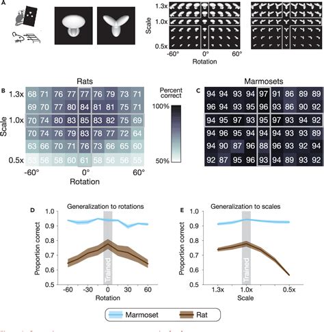 Figure 1 From Marmoset Core Visual Object Recognition Behavior Is Comparable To That Of Macaques