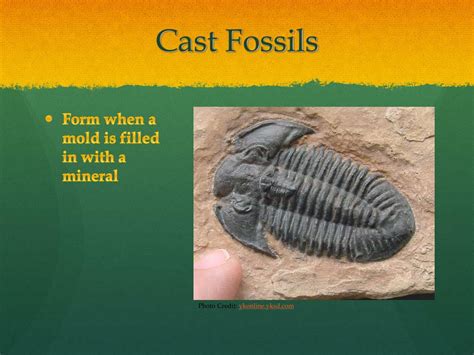 PPT Fossils PowerPoint Presentation Free Download ID