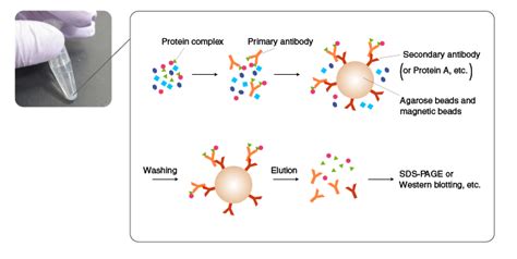 The Principle And Method Of Co Immunoprecipitation Co Ip