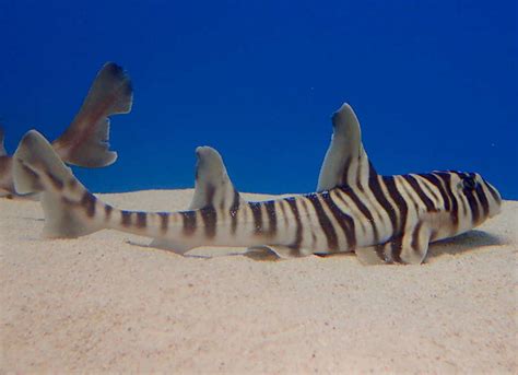 Zebra Bullhead Shark Wikipedia
