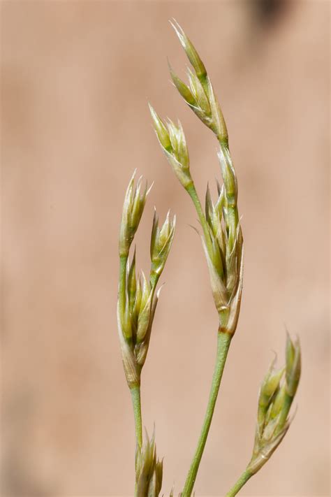 Juncus Rigidus Plant Biodiversity Of South Western Morocco