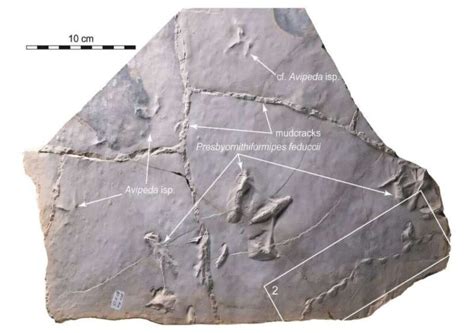 Fossils Reveal Intriguing Behaviour Of A Prehistoric Water Bird