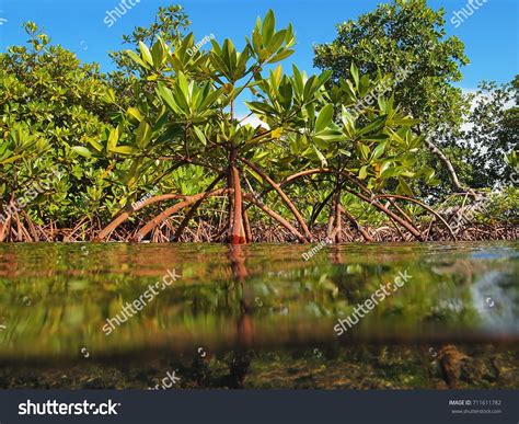 Red Mangrove Characteristics Red Mangrove Species Kfai
