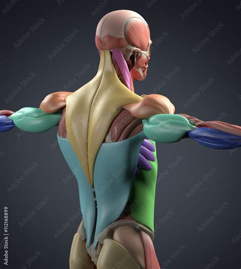 Human Anatomy Muscle Groups Muscle Layout And Location Shown In