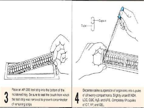 Api 20 E System The Api 20 E Api 20 E System The Api 20 E