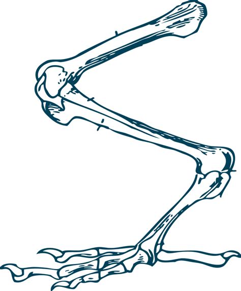 Free Turtle Fossil Bones Turtle Anatomy Vector 653913