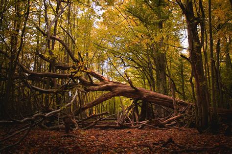 Error Could Not Find A Version That Satisfies The Requirement Tkinter From Versions None