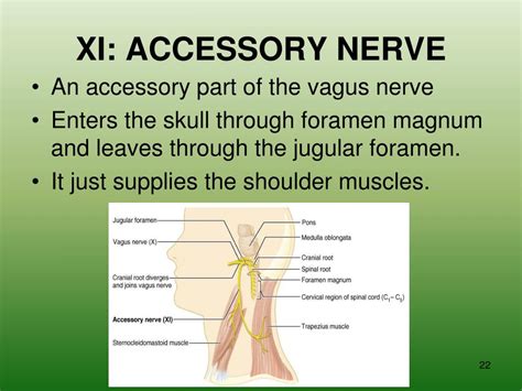 Accessory Nerve