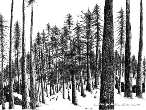 How To Draw Tree Trunks With Pen And Ink Pen And Ink Drawings By Rahul Jain