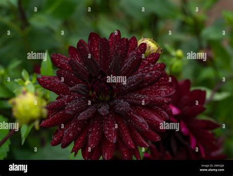 Beautiful Rare Dark Red Daisy Flowers Captured At Lisbon Portugal Stock