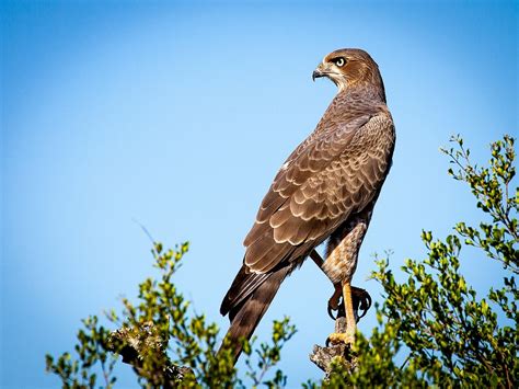 Falcon Vs Eagle Whats The Difference With Pictures Optics Mag